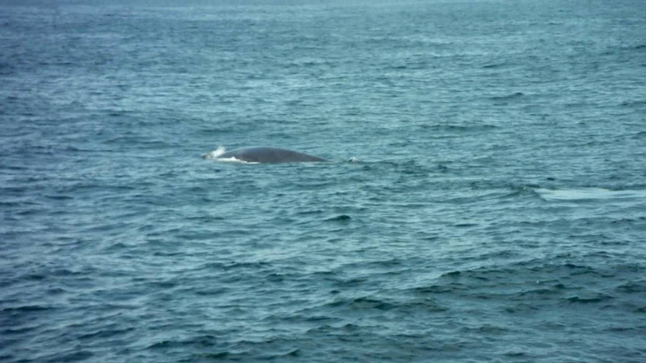 CRESLI Viking Fleet whale watch 7/24/16 - YouTube