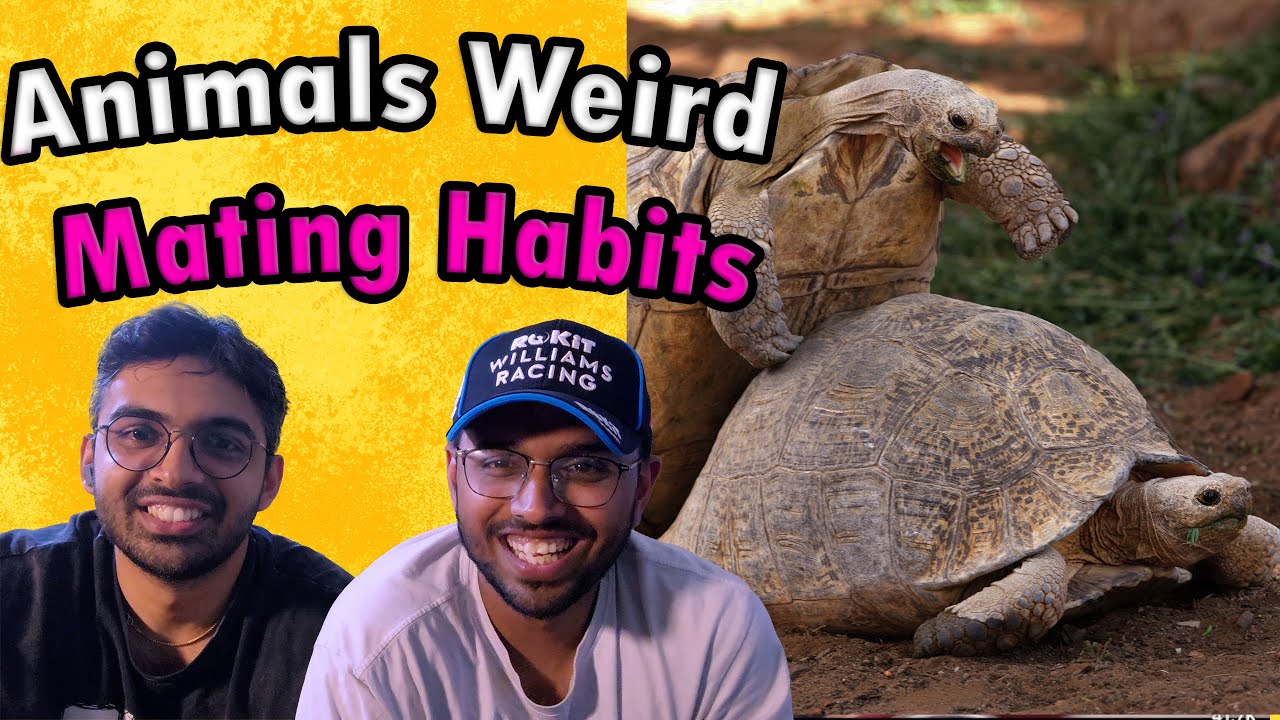 Reacting To Animals Weird Mating Habits - YouTube
