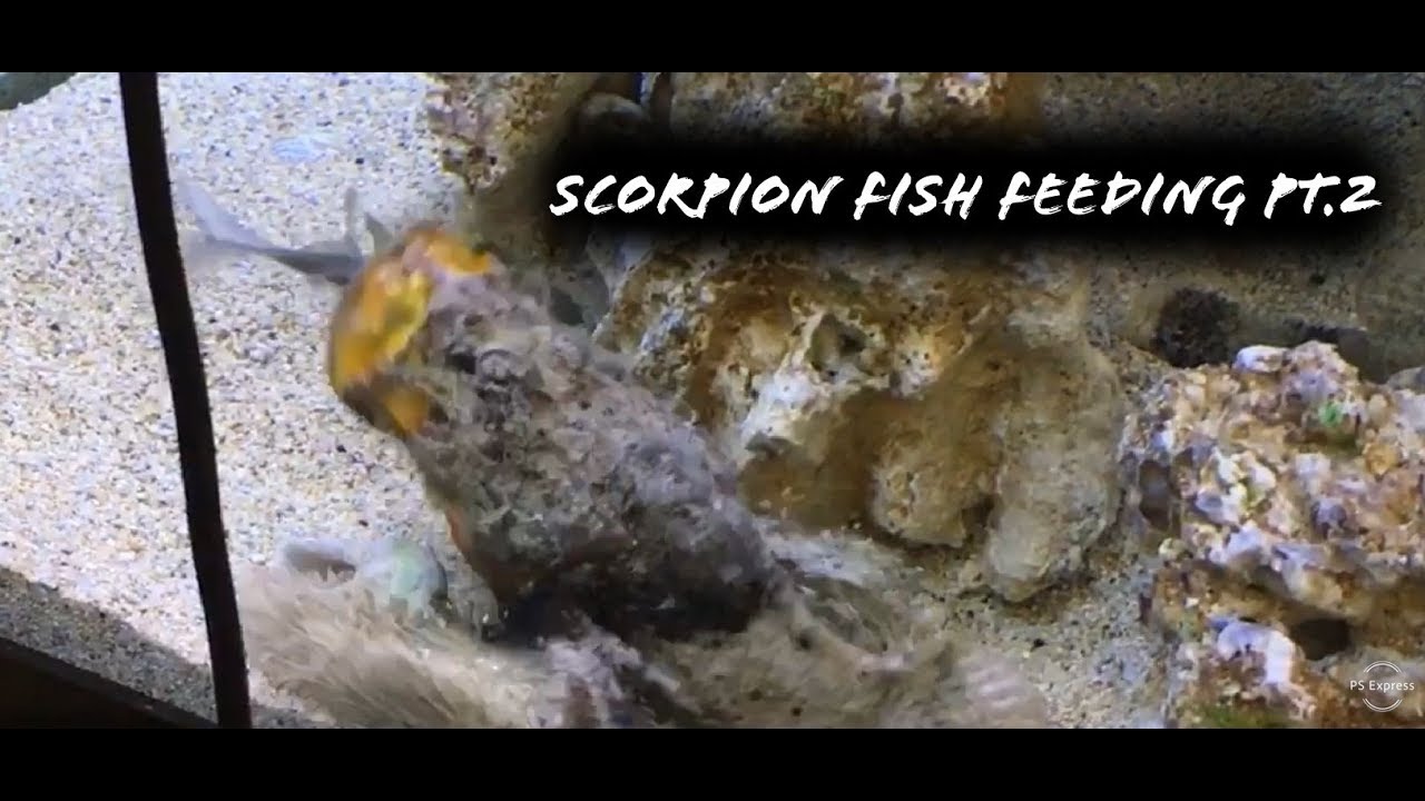 Scorpion Fish Feeding (Part 2) - YouTube