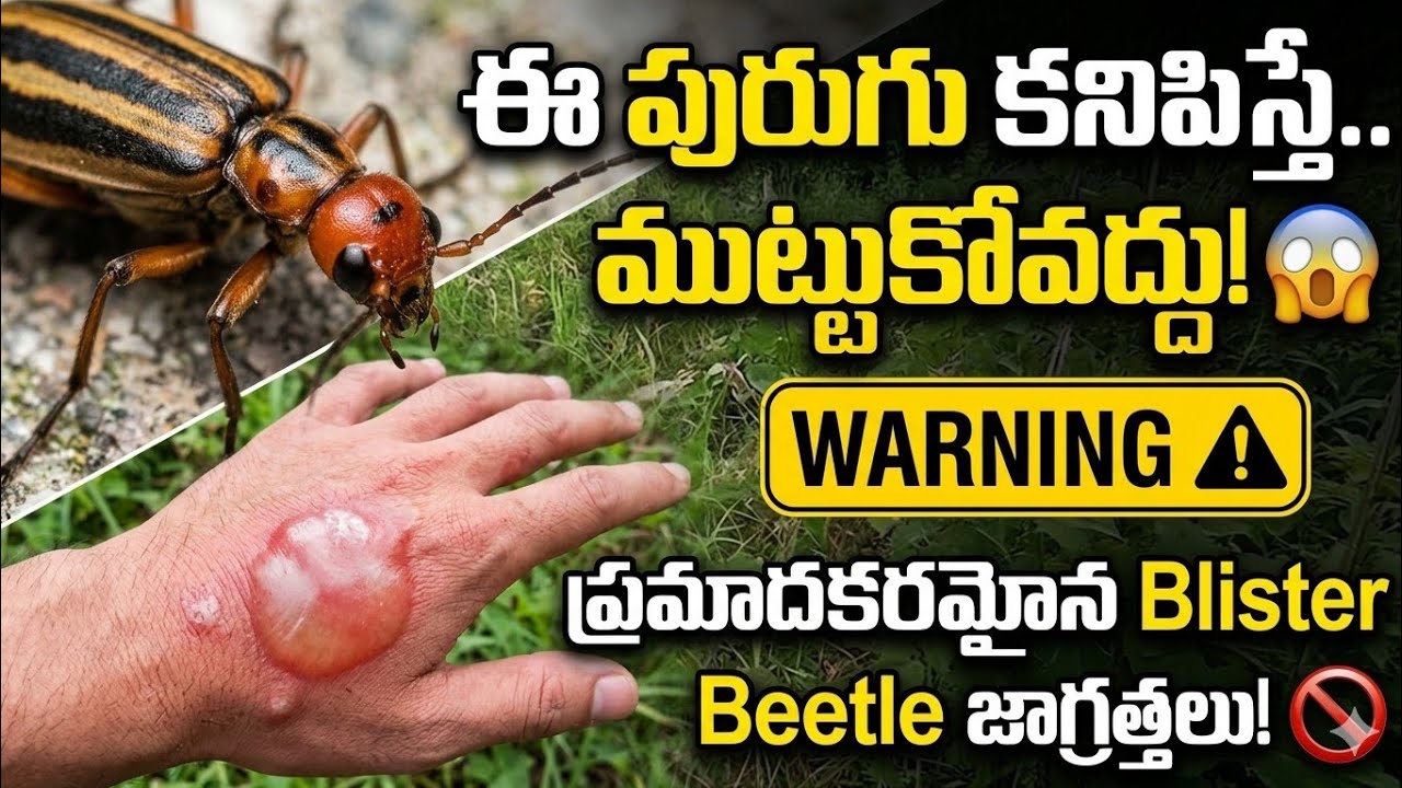 Blister Beetle Life Hacks - YouTube