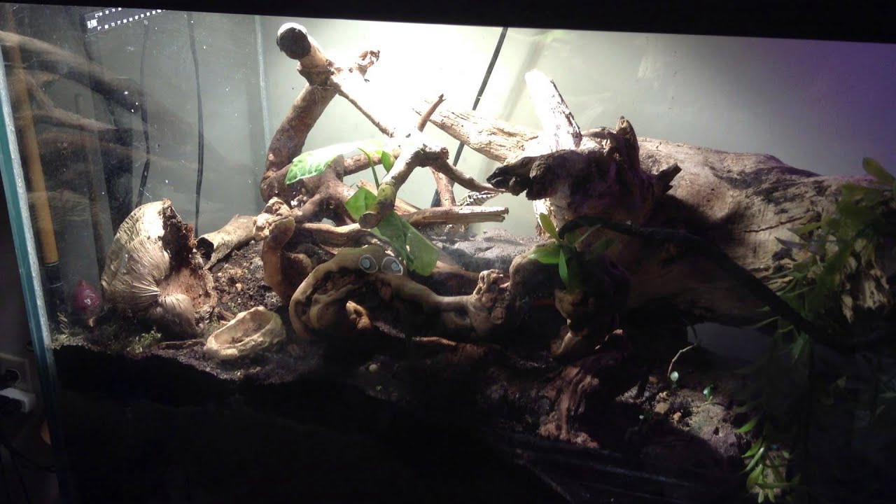 Samson My Nile monitor Eating a fish part 2 - YouTube