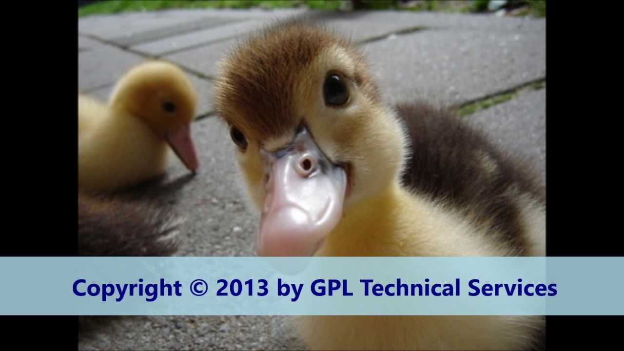 Mo Willems presents That Is Not a Good Idea (book trailer) - YouTube