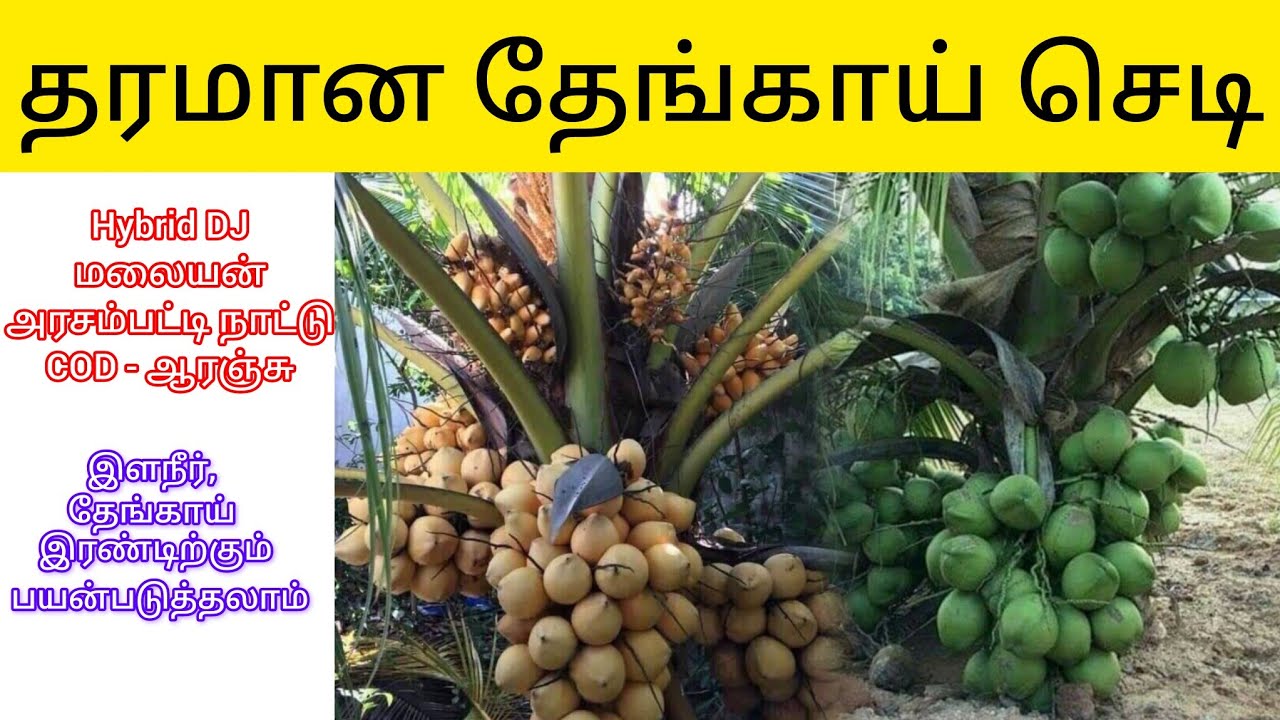 Hybrid Coconut Plant | Pollachi Coconut Plant | Arasampatti Coconut ...