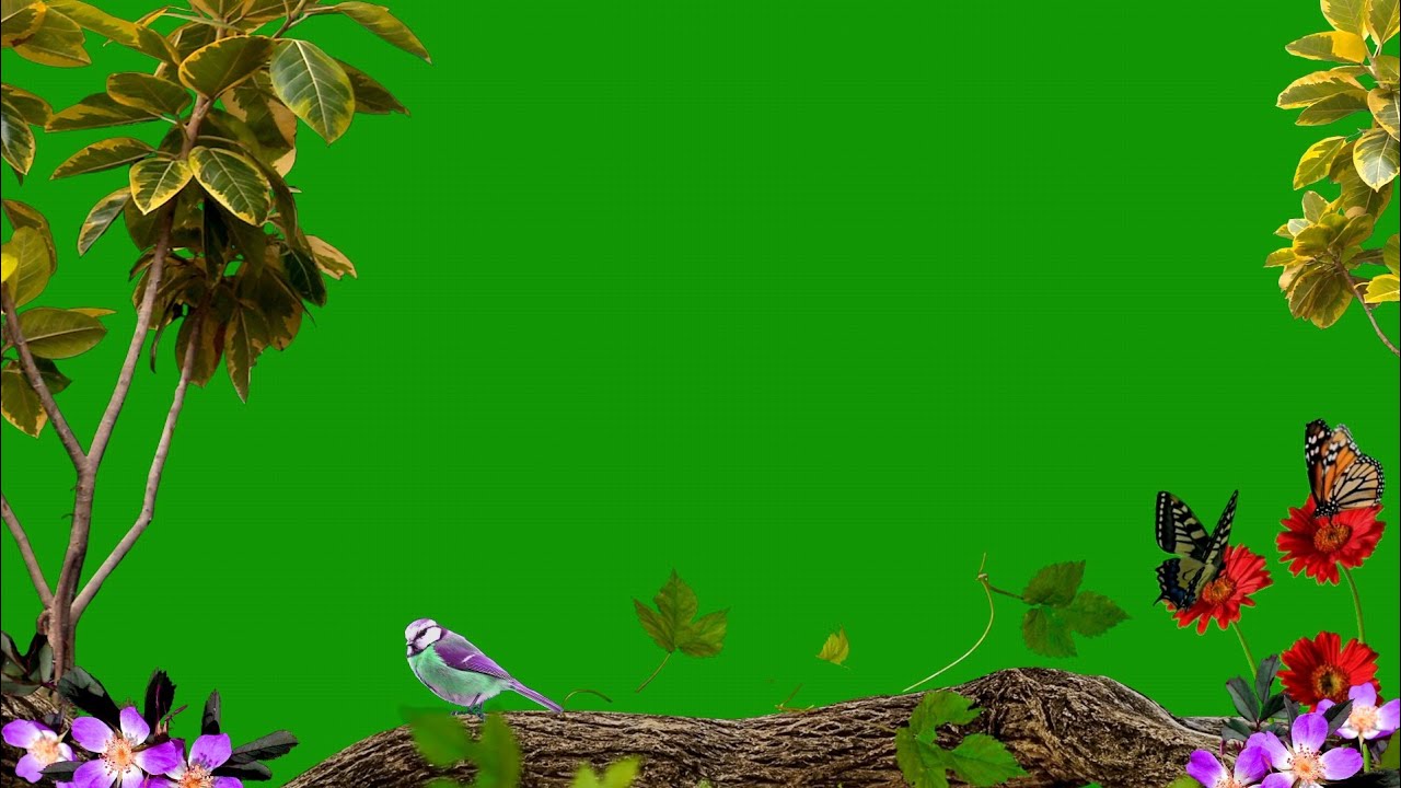 Nature Green Screen / Green Screen Effects / Background Video Effects ...
