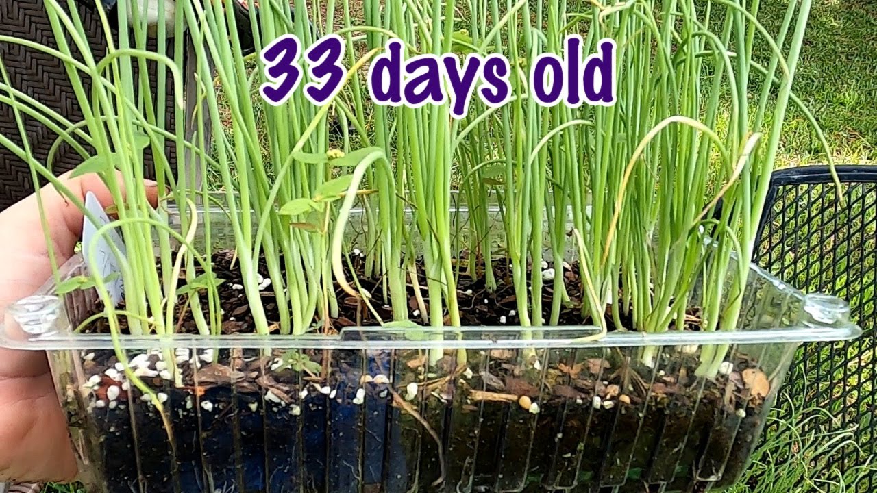 Onion seedlings at 33 days | Plethora, Chianti, 1015Y | Southern ...