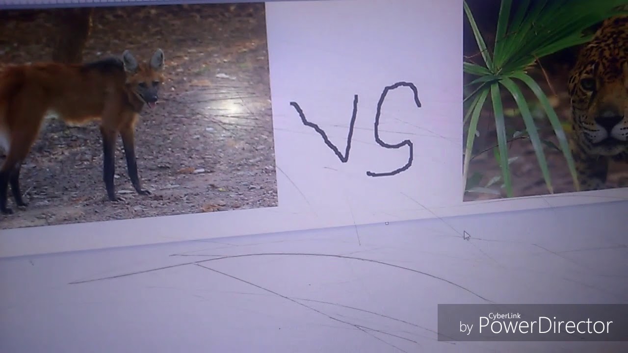 Animal Vs Dinosaur Club Maned Wolf Vs Jaguar - YouTube