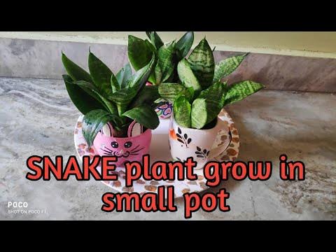 Snak plant grow in small pots // How to grow Snake Plant // Snake Plant ...