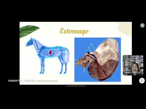 Sistema digestivo en equino - YouTube