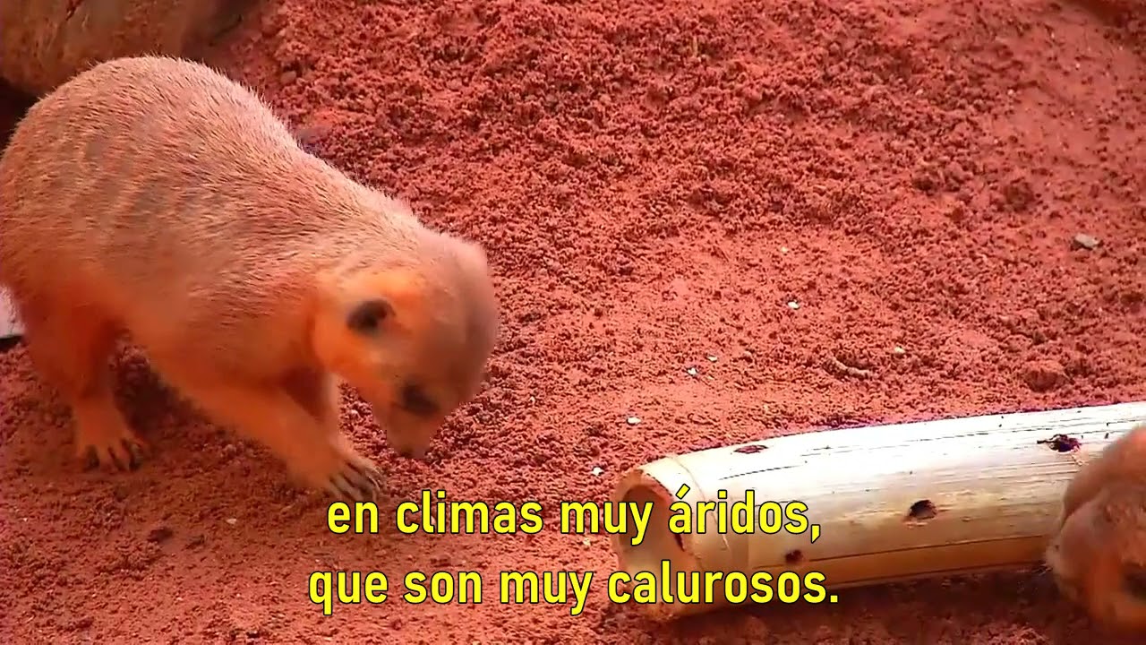 Sloth Eating Carrots Gif