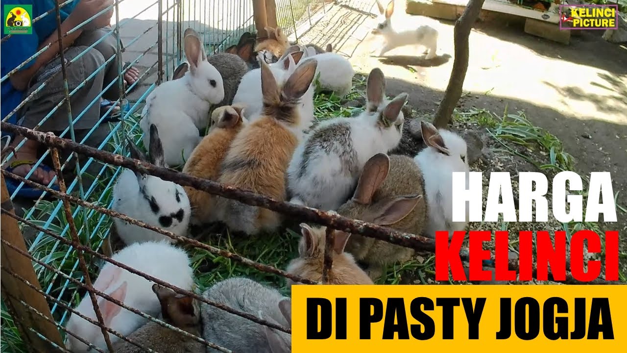 Harga kelinci di PASTY Jogja Desember 2022 I Kelinci Picture - YouTube