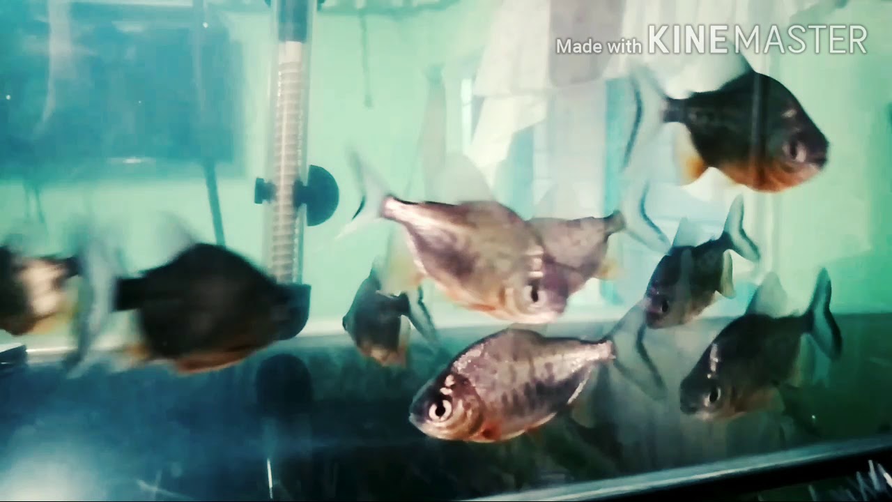 PACU FISH FEEDING || May 2, 2020 - YouTube