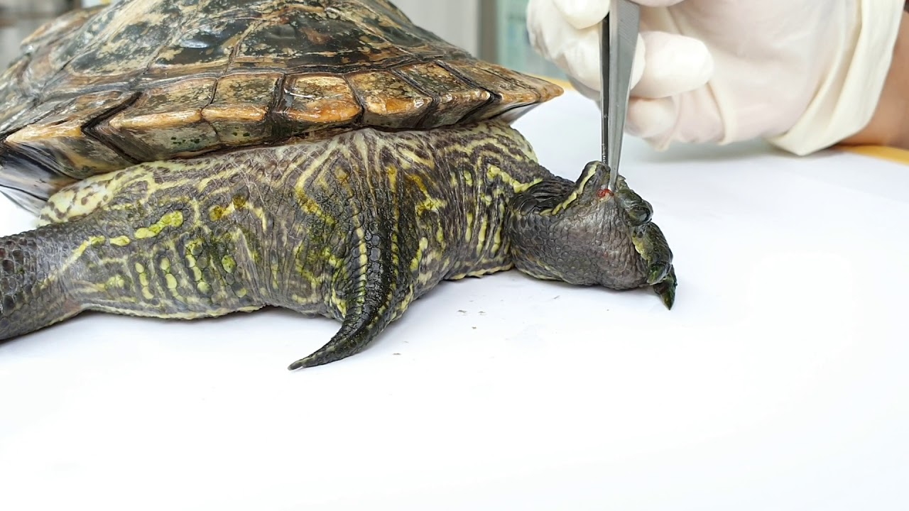A 28-year-old red-eared slider has many small "blood worms" on the body ...