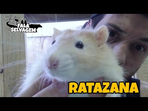 RATAZANA - Rattus norvegicus.