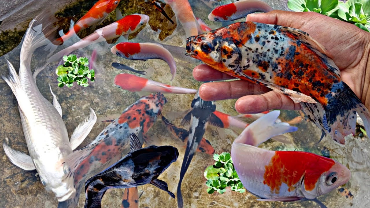 amazing to catch strange fish in small ponds, glofish, ornamental fish ...