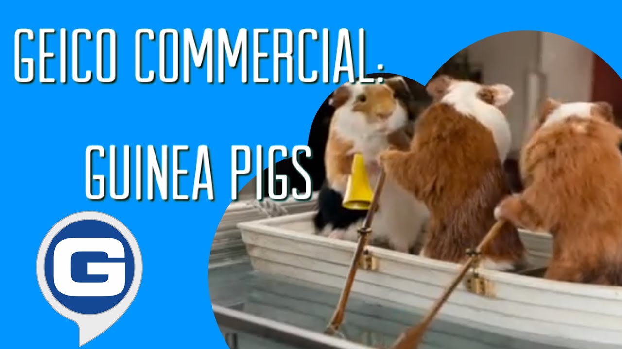GEICO Commercial - Guinea Pigs 🐹🛶 (2011) - YouTube