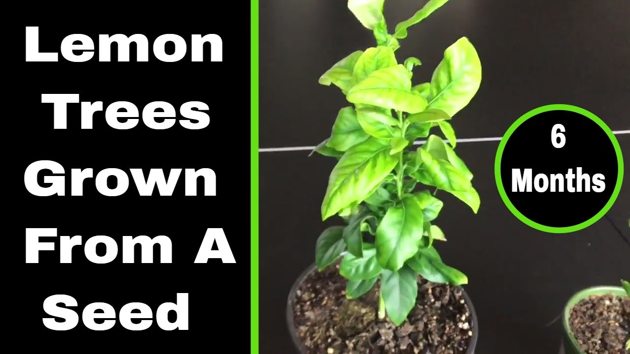 Growing Lemon Trees From Seed - 6 Month Update - YouTube
