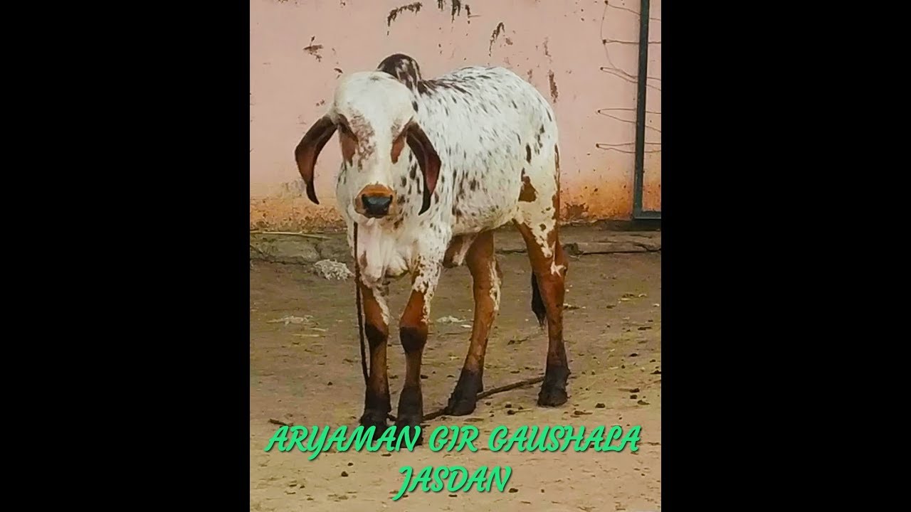 GIR GAUMATA IS _WORLD_BEST GAUMATA AT PRESENT TIME...!!!!! - YouTube