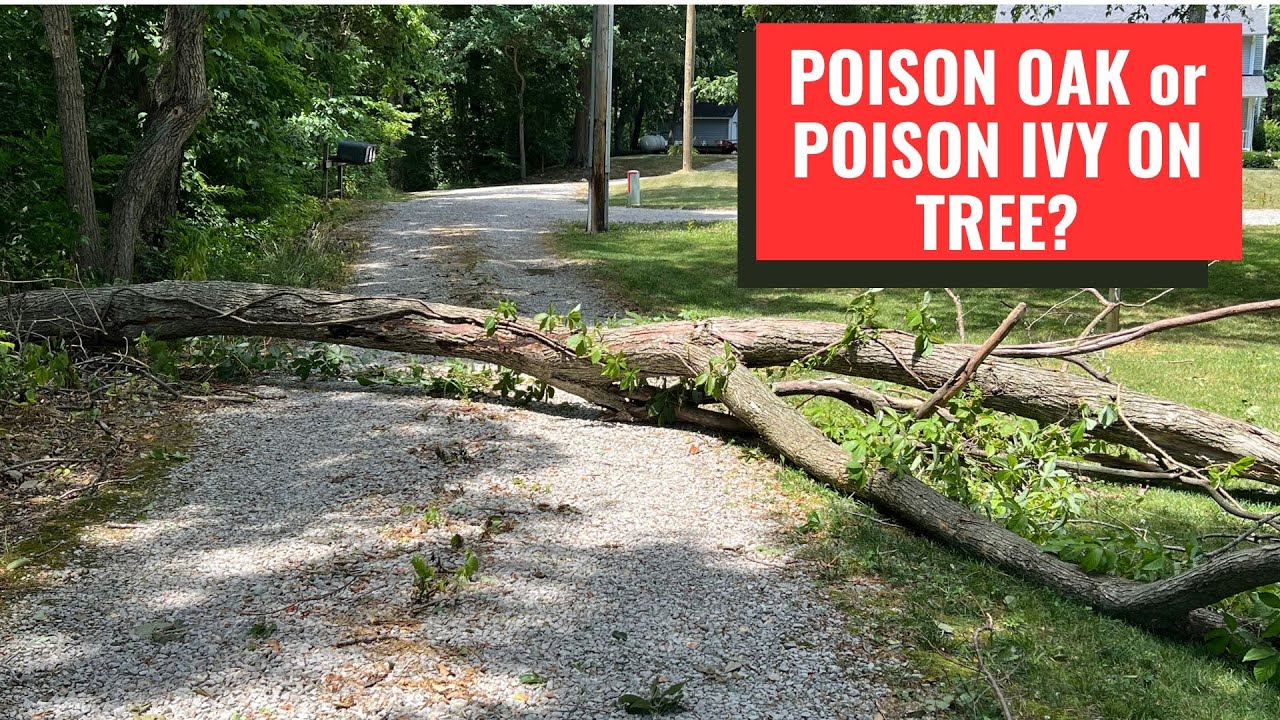Poison Oak or Ivy on Tree? Extra Careful Cutting. - YouTube