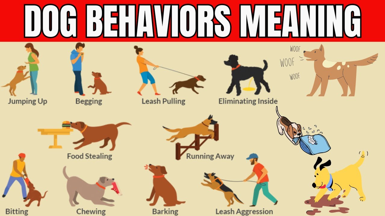 40 Strange Dog Behaviors Explained | Dog Body Language & Communication ...