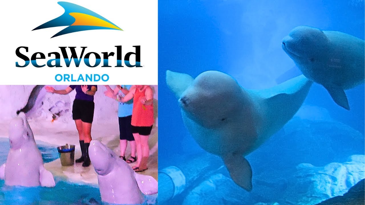 Atração Wild Arctic 2024 (Tour Completo - Belugas, Morsas e Pinguins ...