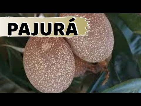 PAJURÁ CONHEÇA OS BENEFÍCIOS E USOS DESTA FRUTA DA AMAZÔNIA! : u/Cleitocr