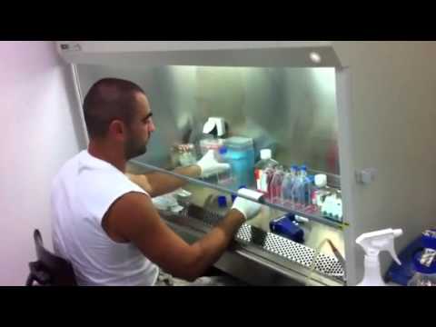 Feeding cells in tissue culture - YouTube