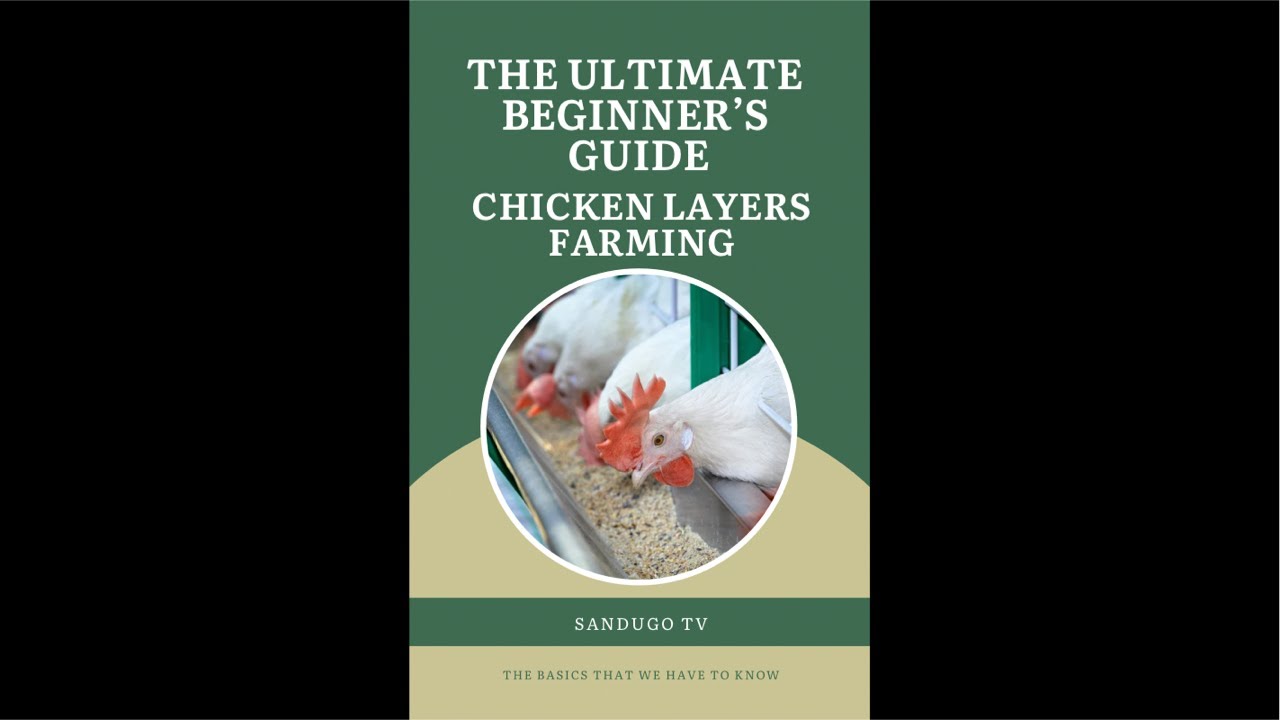 QUICK LIVE: RTL CHICKEN BUSINESS FOR BEGINNERS - YouTube
