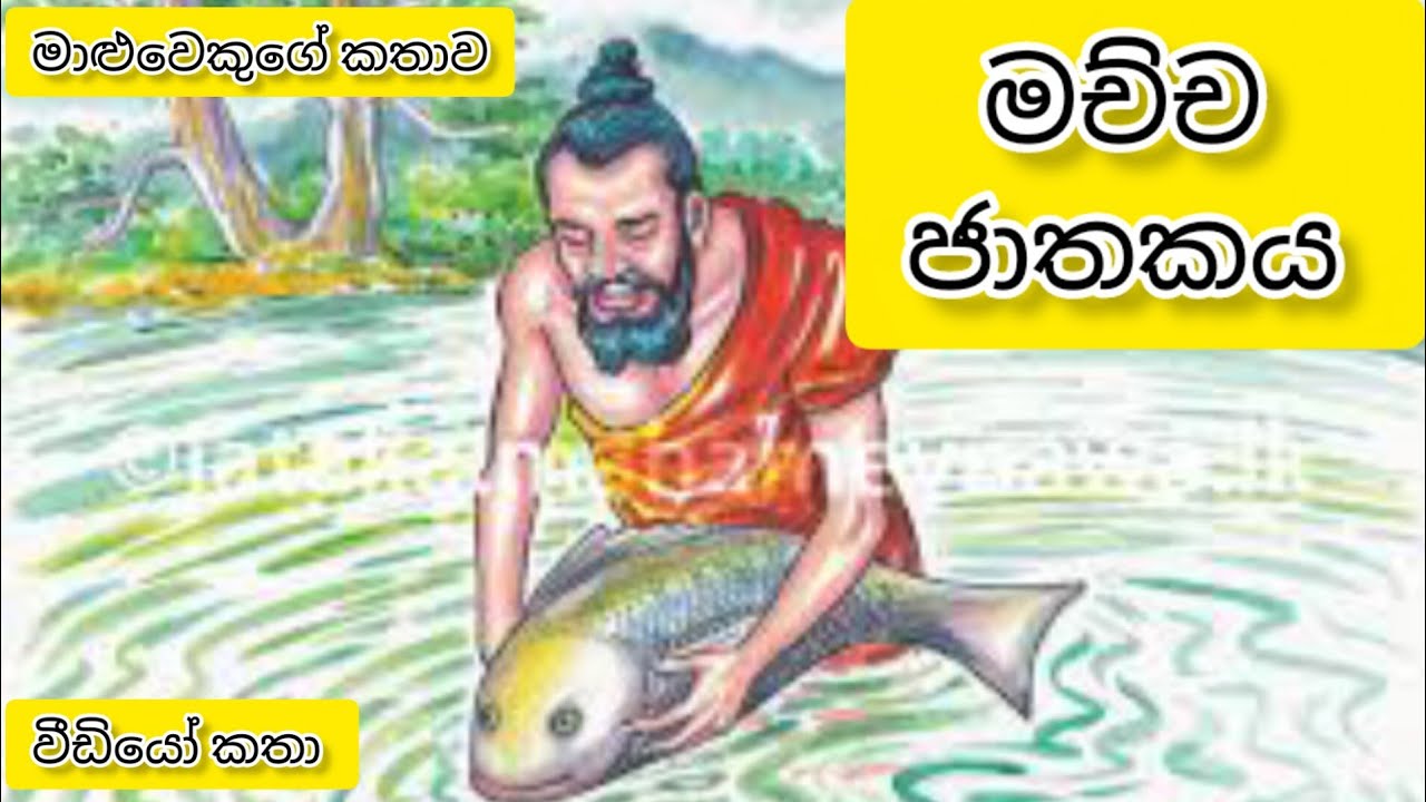 මච්ඡ ජාතකය | machcha jathakaya | ජාතක කතා | jathaka katha sinhala ...
