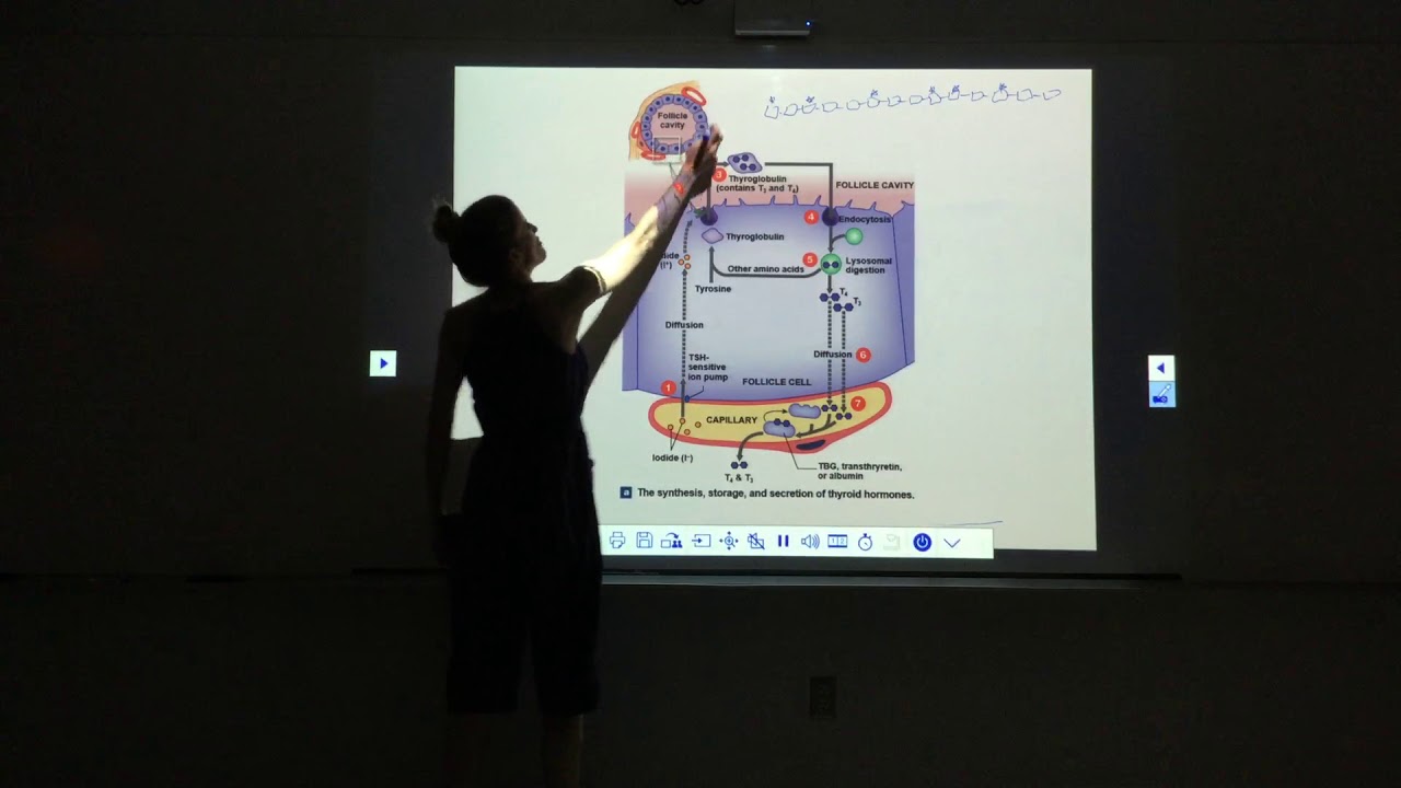 The Endocrine System Part 2.3 - YouTube