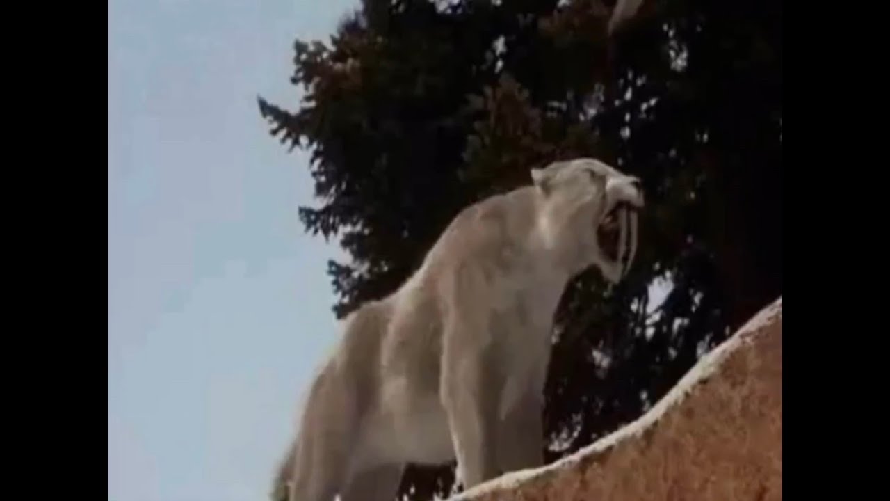 Sabertooth (2002) Sabertooth Attack/Fighting the Sabertooth - YouTube