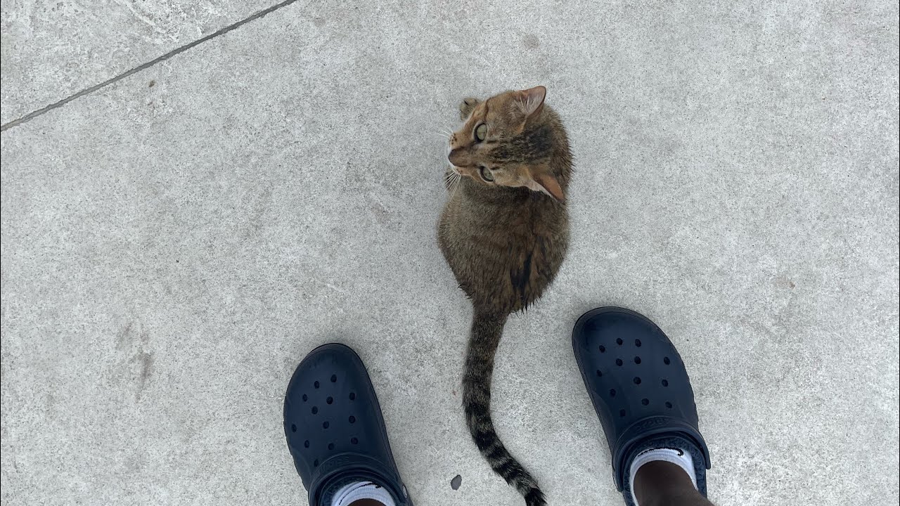 cancun cat - YouTube
