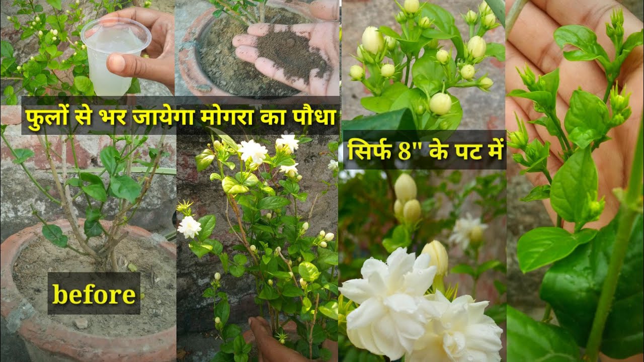 How to get lots of flowers on Mogra plant / Arabian jasmine / Motia ...