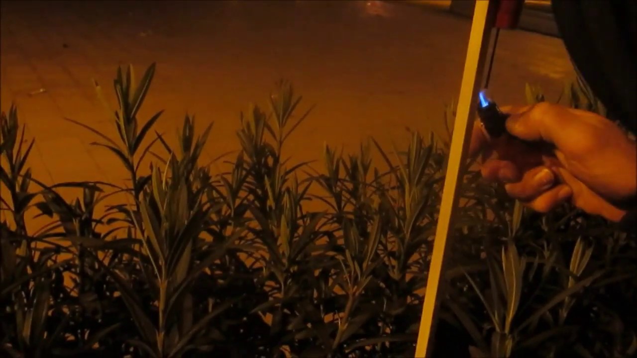 TITAN Volador (Pirotecnia: A.R.S) Rockets/Cohetes( 2'' effect) /Stoken ...