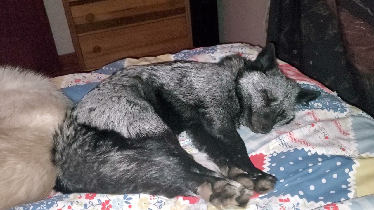 Floofala Fox and Emmie Fox peacefully sleeping in bed. - YouTube