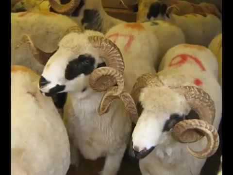 Timurtaş Hoca'yı Güldüren Adam | Timurtaş Hoca