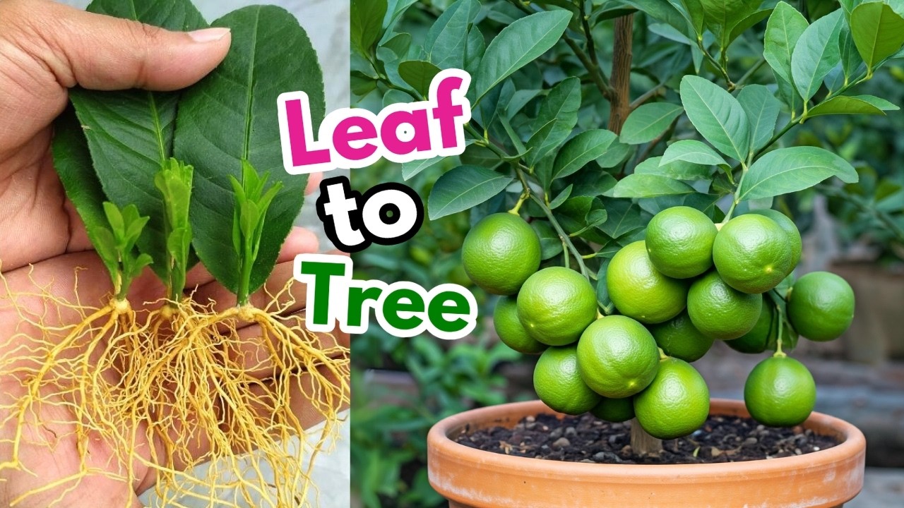 🌿Grow Your OWN LEMON Tree from Leaves with This PROVEN Method🍃 - YouTube