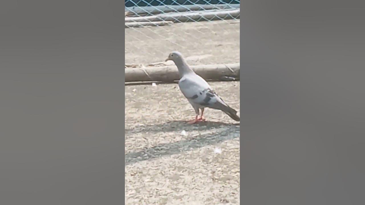 SK Afsar ali - YouTube