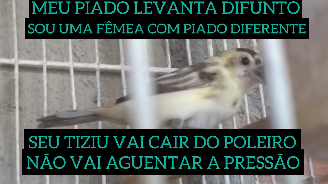 PIADO DE FÊMEA DE TIZIU AMARELA ESSA E DIFERENTE - YouTube