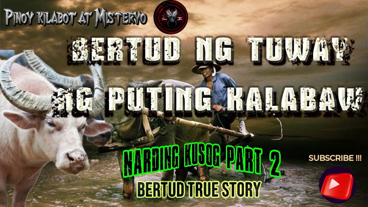 BERTUD NG TUWAY NG PUTING KALABAW (Narding Kusog Part 2| BERTUD TRUE ...