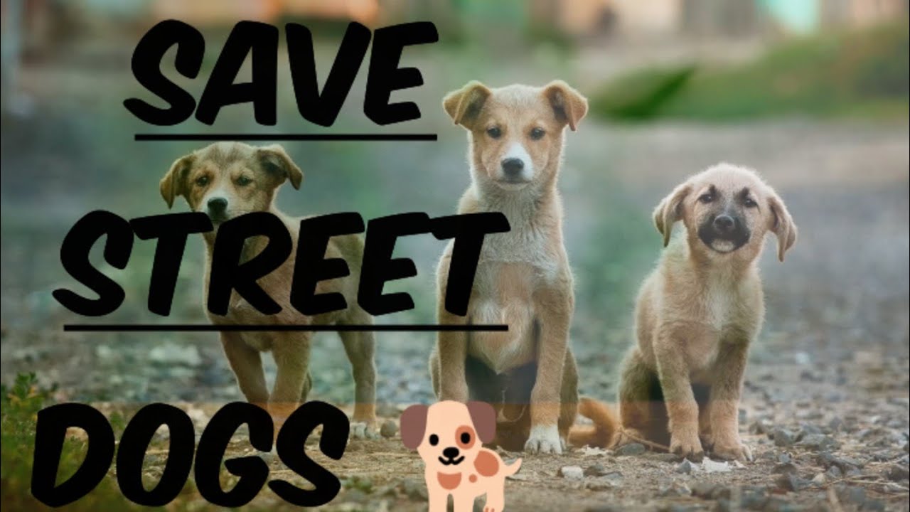 please save street dogs 🐶 - YouTube