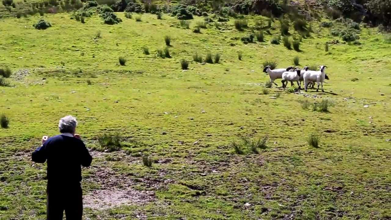 Brendan Ferris Sheepdog Demonstration - YouTube