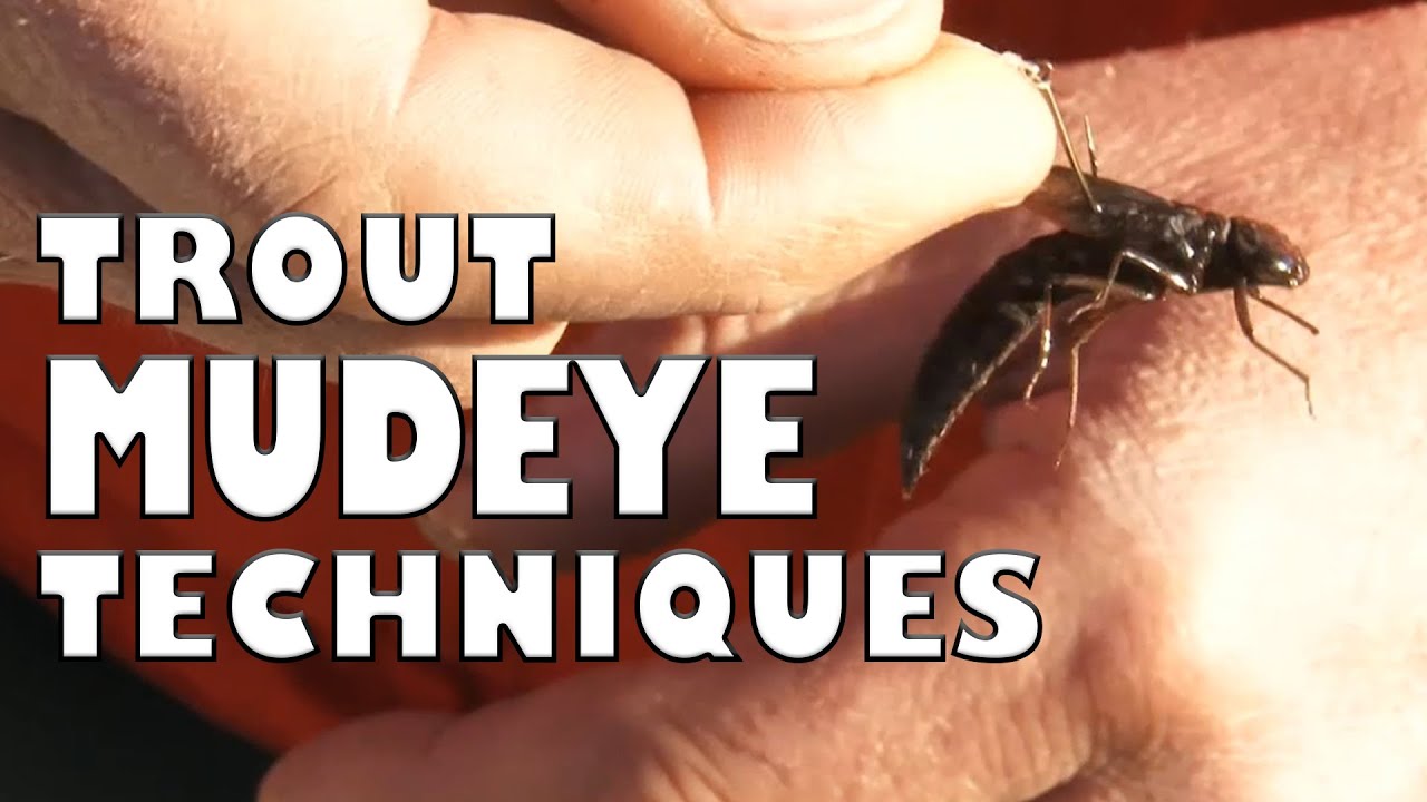 Mudeye Tactics for Trout - YouTube