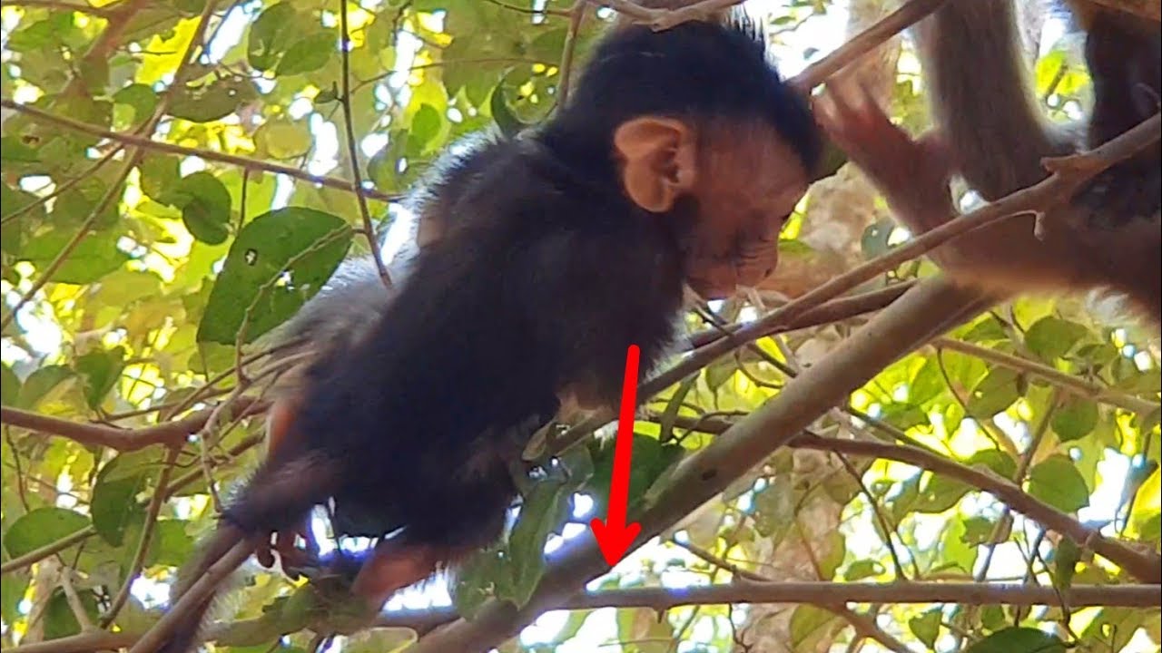 The little monkey was about to fall from the tree by follow baby Baron ...