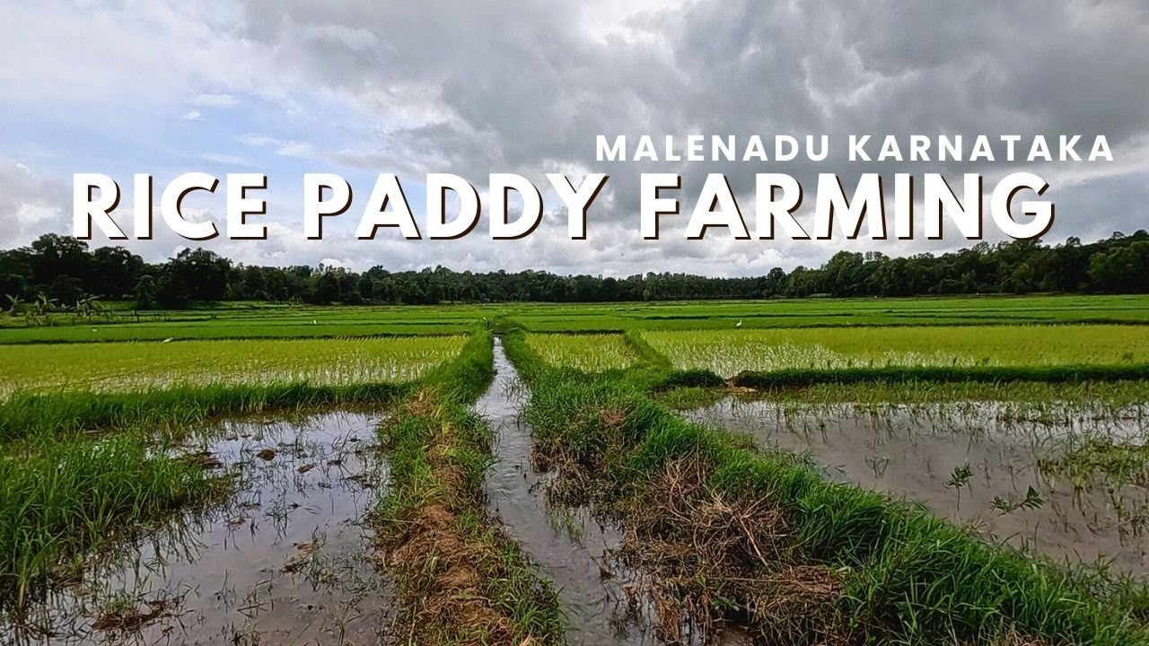 Famous Rice Paddy Farming Malenadu Karnataka - YouTube