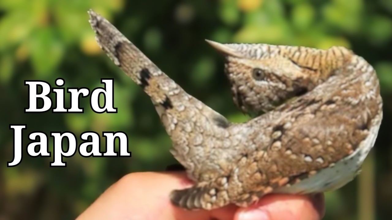 Birds of Japan – 15 Rare Species You Won’t Find Anywhere Else - YouTube