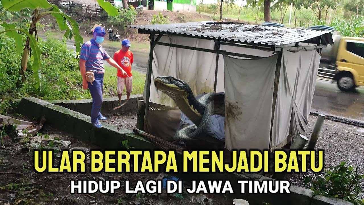 Kejadian Di Jawa Timur! Ular Bertapa Menjadi Batu Hidup Lagi - YouTube
