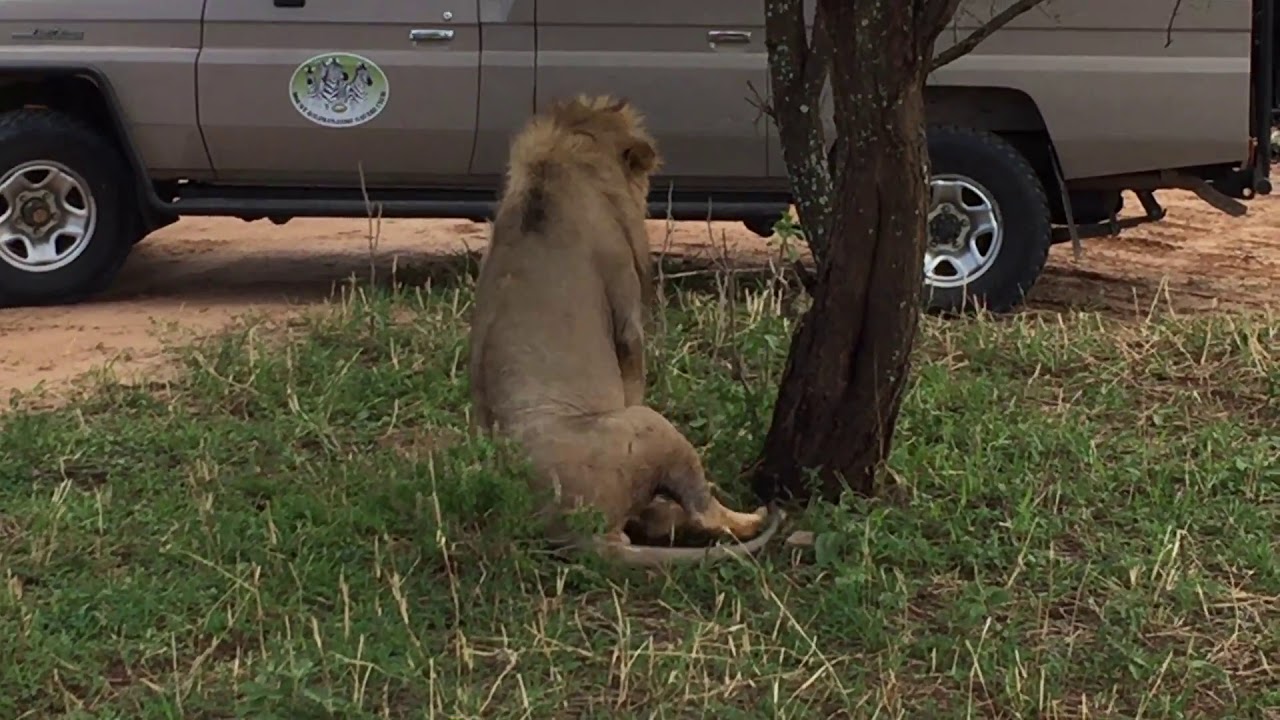 A MALE LION PLAY HIS ROLE - YouTube