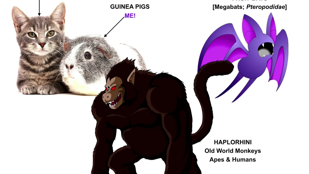 Vitamins and Minerals | Vitamin C Biosynthesis & the GULO Pseudogene ...