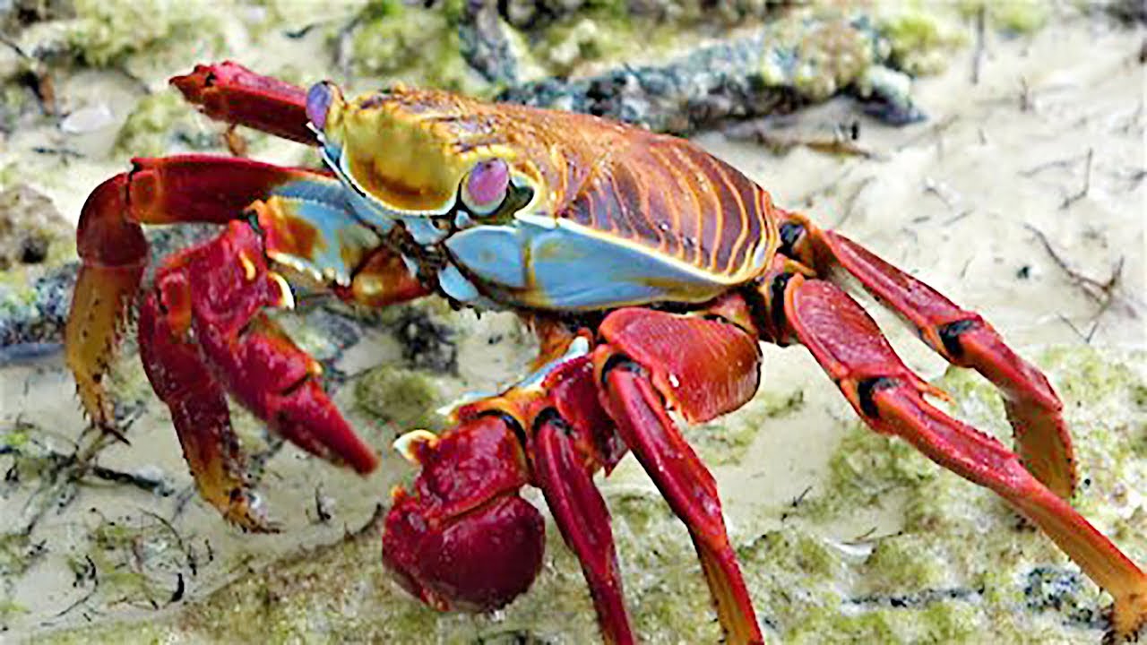 Stunningly beautiful crab cleans the beach in the Galapagos Islands ...