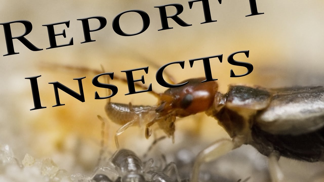 "Report 1: Meredith Koenig—Insects" by Isaac Boissonneau | CreepyPasta ...